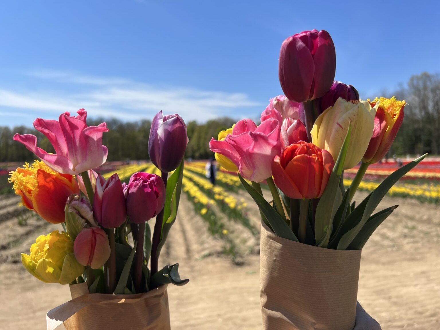 Gorgeous Niagara Tulip Farms & U-Pick Tulips in Niagara - Navigating ...