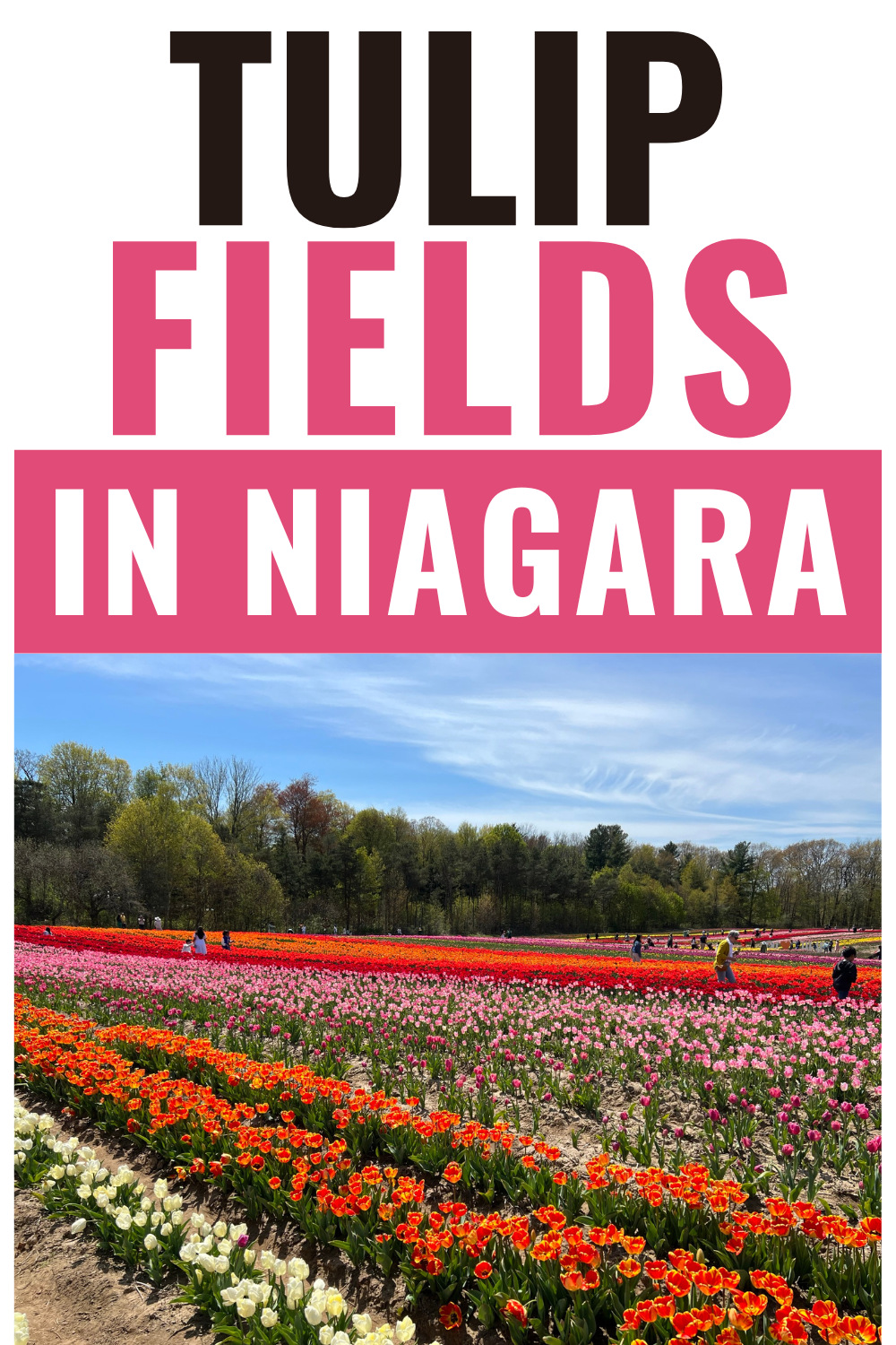 Gorgeous Niagara Tulip Farms & U-Pick Tulips in Niagara - Navigating ...