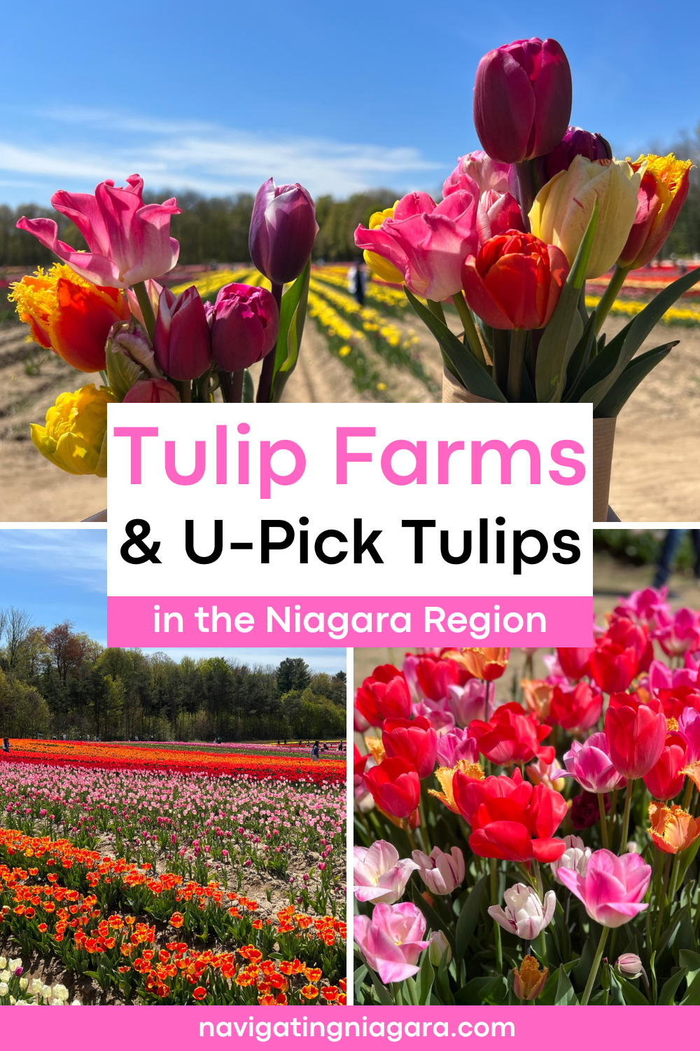 Gorgeous Niagara Tulip Farms & U-Pick Tulips in Niagara - Navigating ...