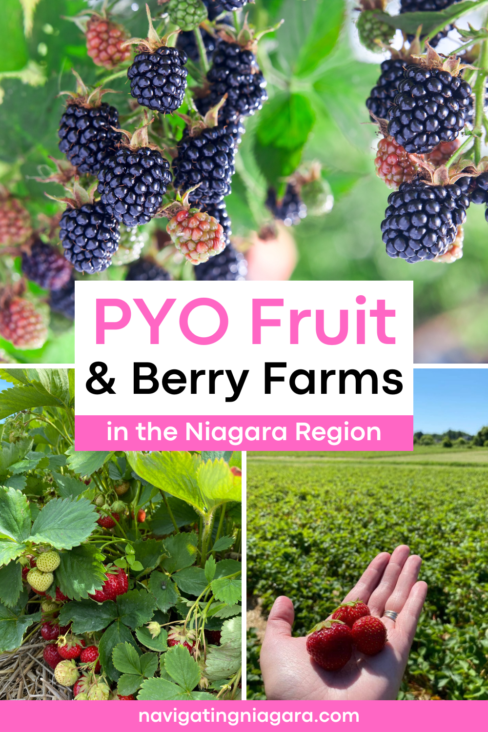 Strawberry Picking and Pick-Your-Own Fruit Farms in Niagara