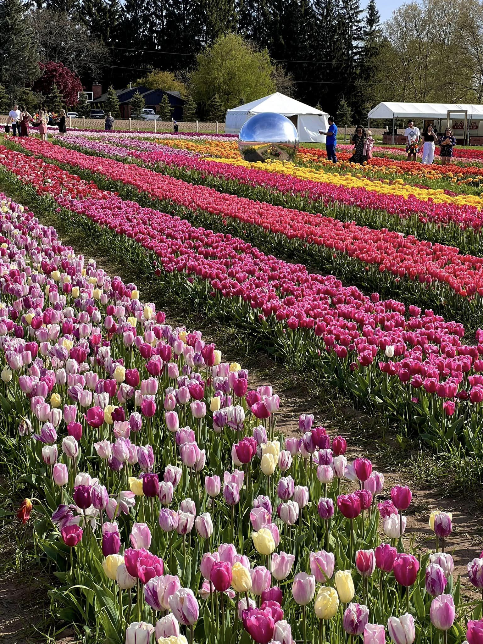 Gorgeous Niagara Tulip Farms & U-Pick Tulips in Niagara - Navigating ...