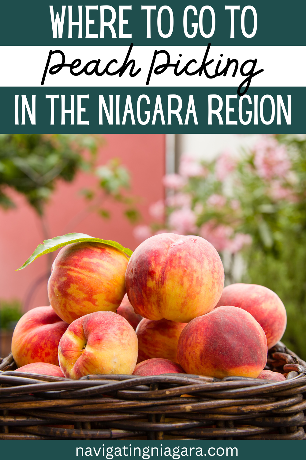 6 Perfect Spots to Pick Your Own Peaches in Niagara