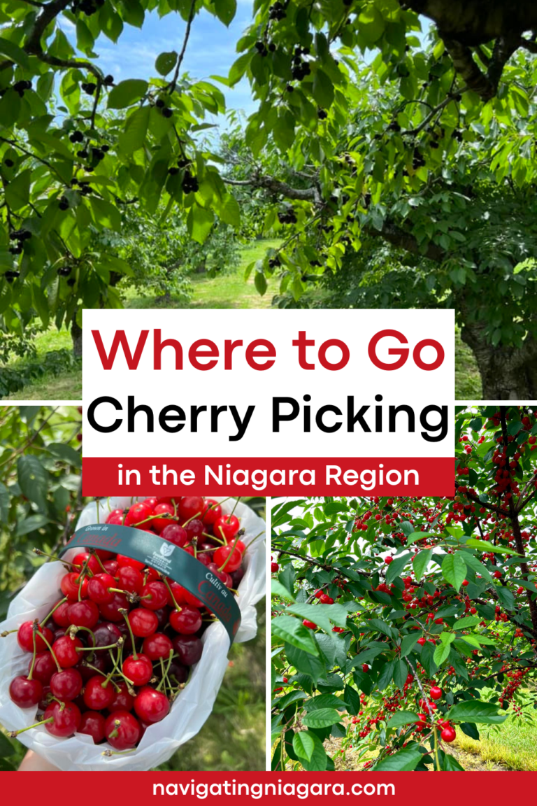Top 10 Farms to Pick Your Own Cherries in Niagara
