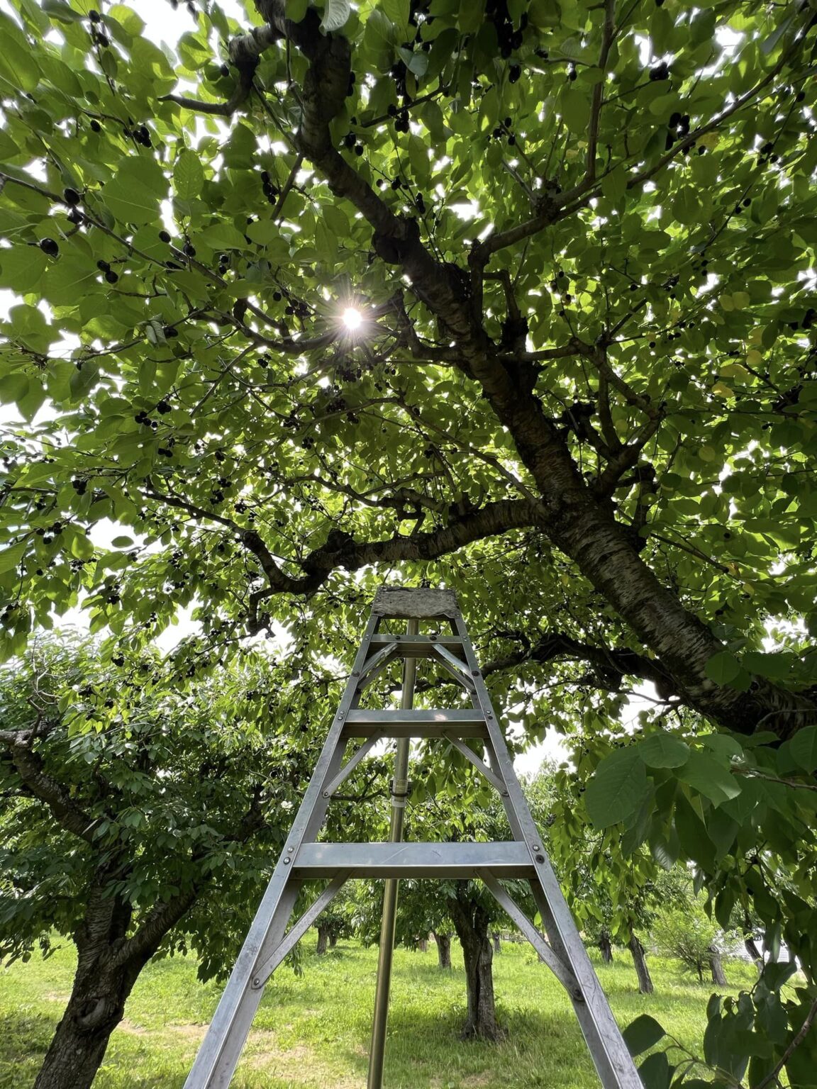 10 Family-Run Farm Stands to Visit in Niagara this Summer
