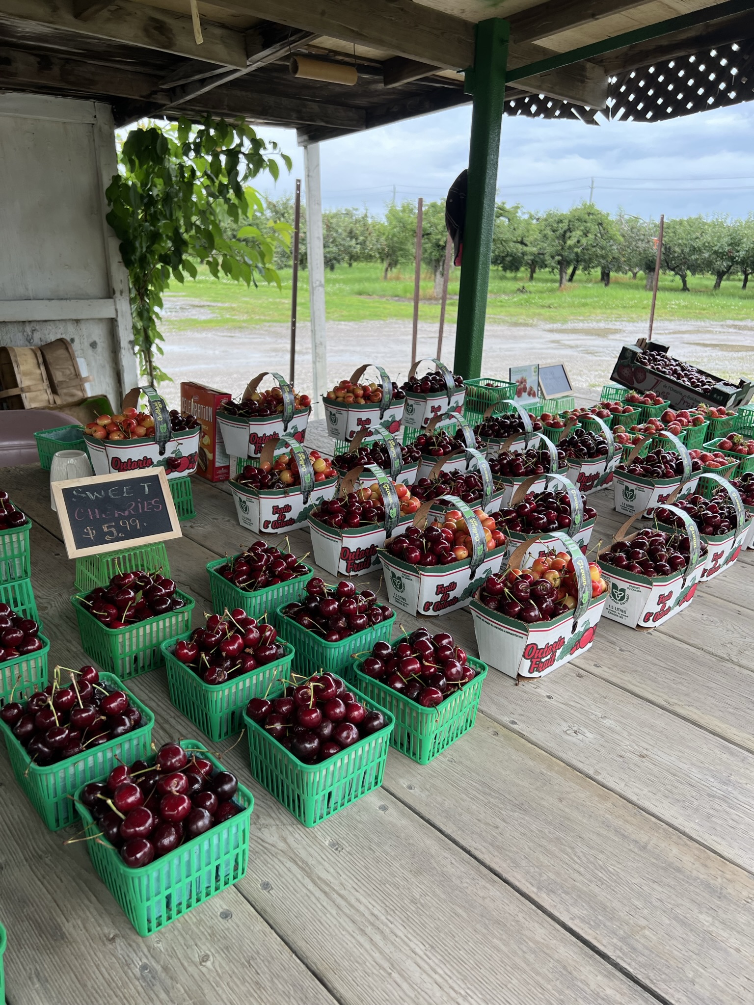 Top 10 Farms to Pick Your Own Cherries in Niagara