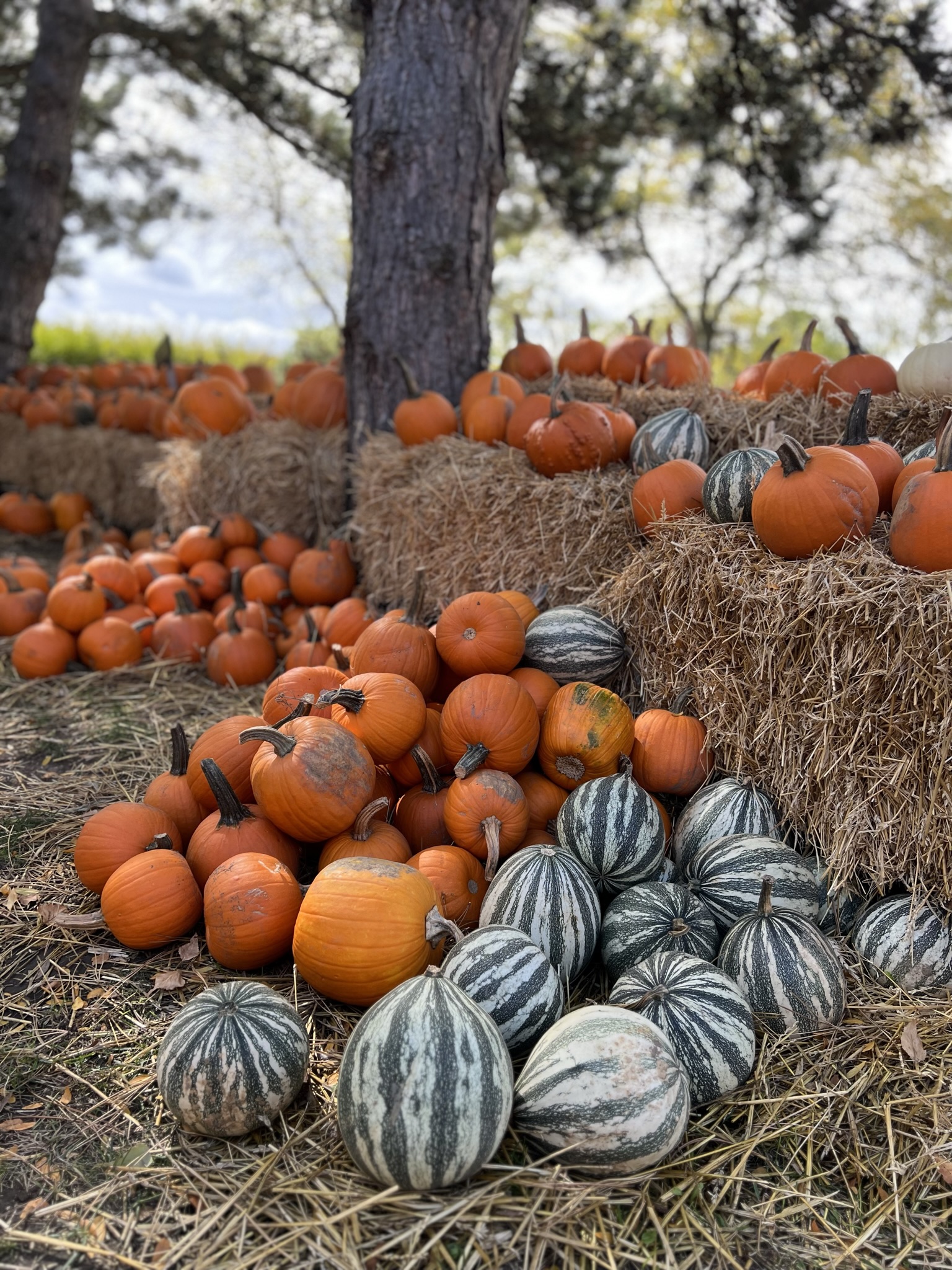 Fall in Love with Niagara: 10 Seasonal Autumn Delights