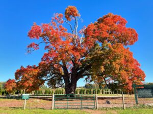 Discover the Comfort Maple (Canada's Oldest Sugar Maple Tree!)
