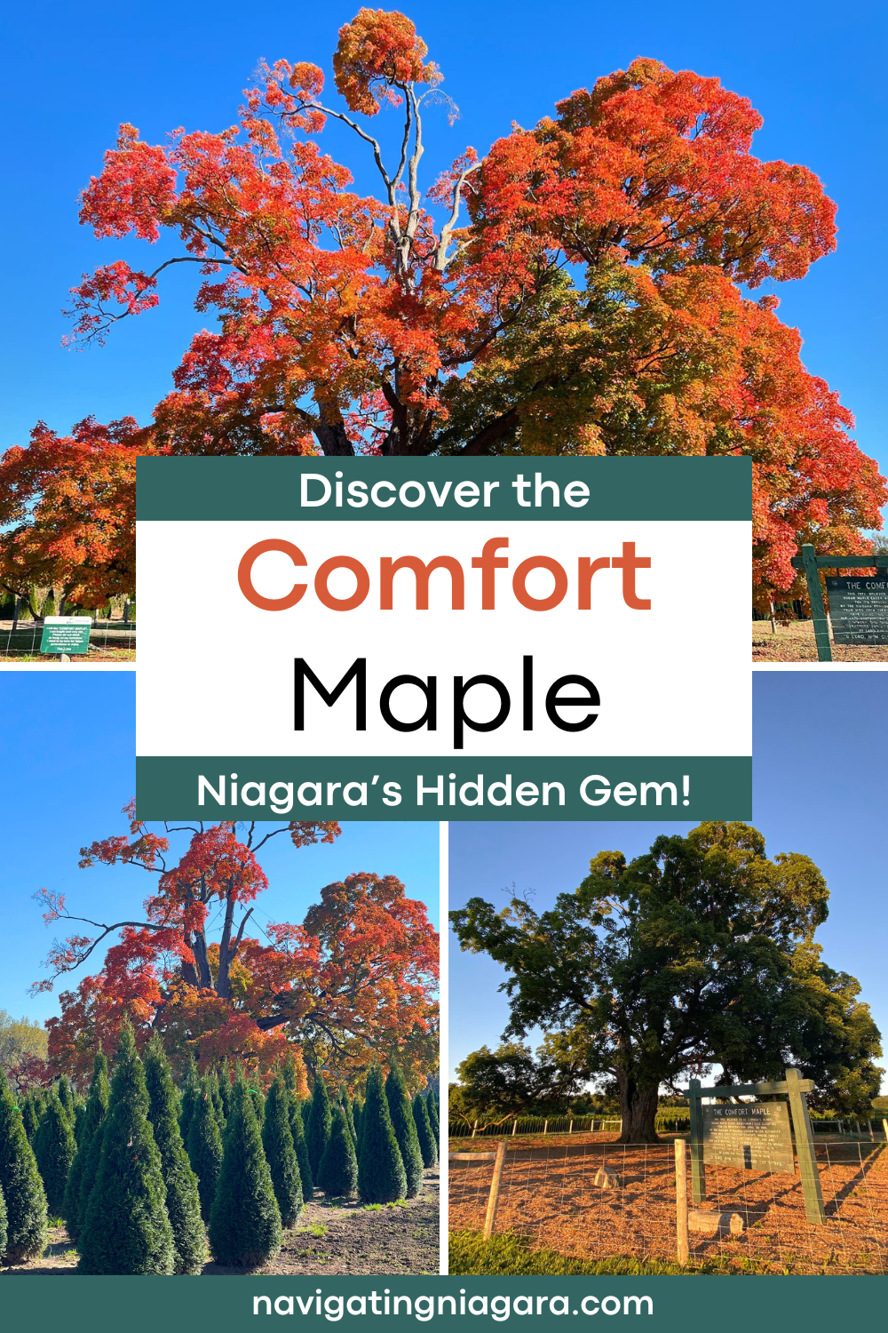 Discover the Comfort Maple (Canada's Oldest Sugar Maple Tree!)