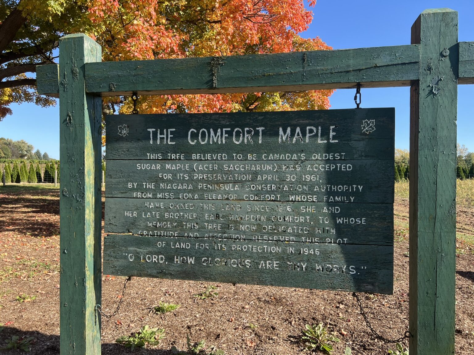 Discover the Comfort Maple (Canada's Oldest Sugar Maple Tree!)