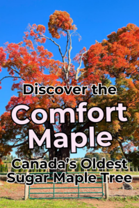 Discover the Comfort Maple (Canada's Oldest Sugar Maple Tree!)