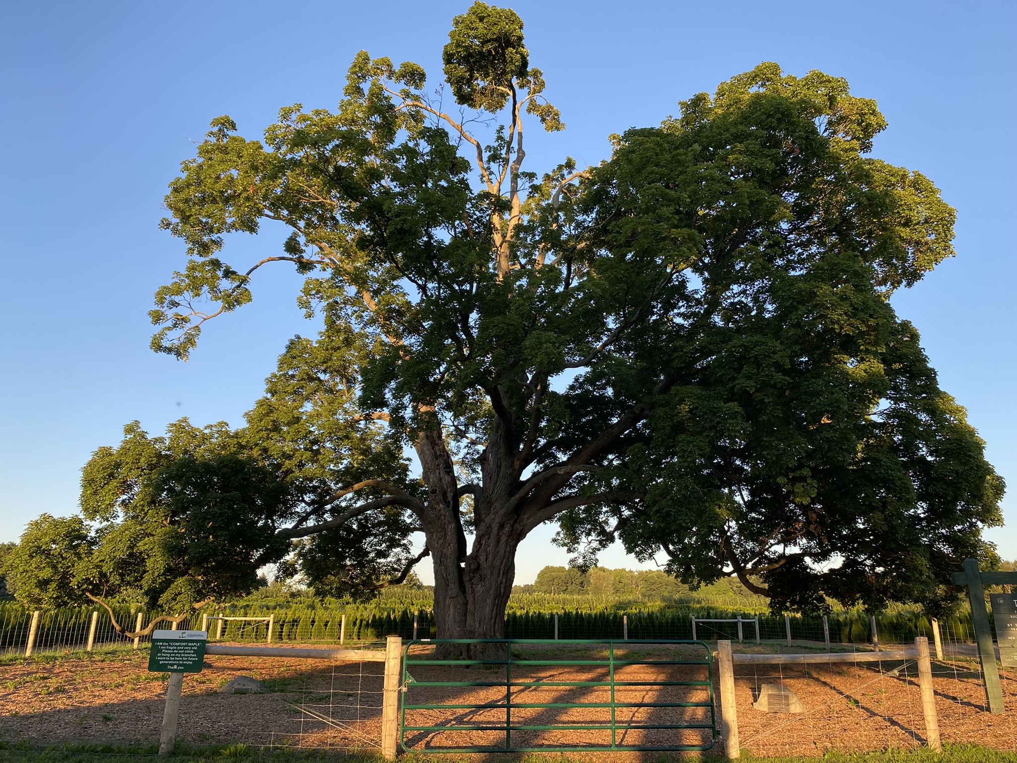 Discover the Comfort Maple (Canada's Oldest Sugar Maple Tree!)