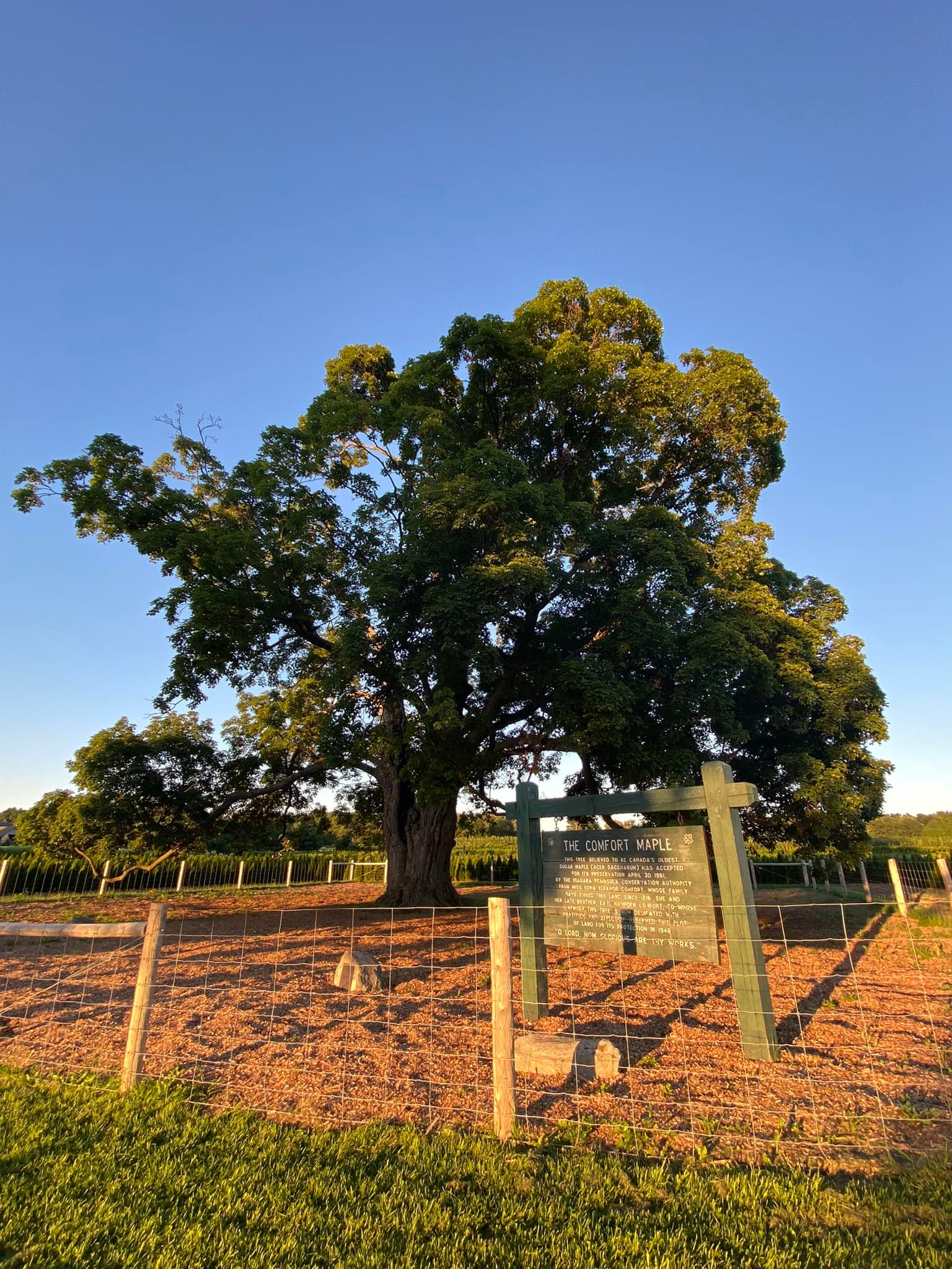 Discover the Comfort Maple (Canada's Oldest Sugar Maple Tree!)