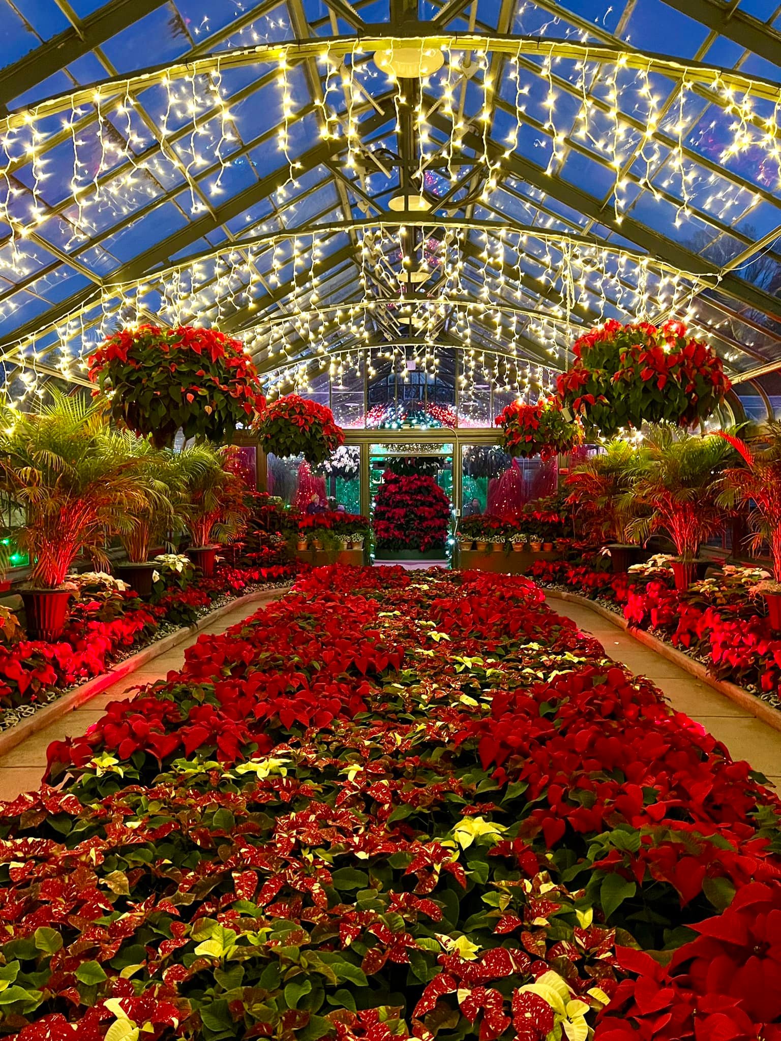 Your Guide to the Winter Festival of Lights in Niagara Falls
