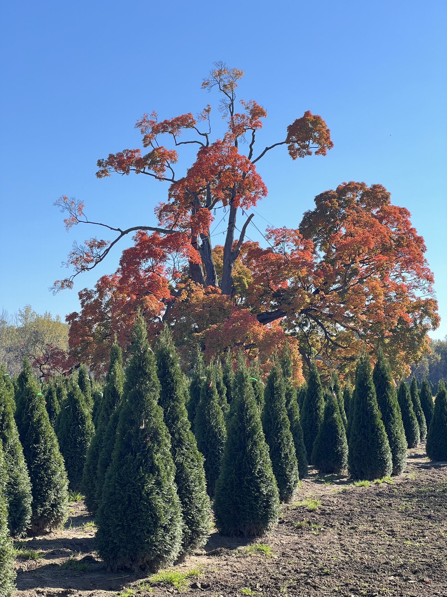 Discover the Comfort Maple (Canada's Oldest Sugar Maple Tree!)
