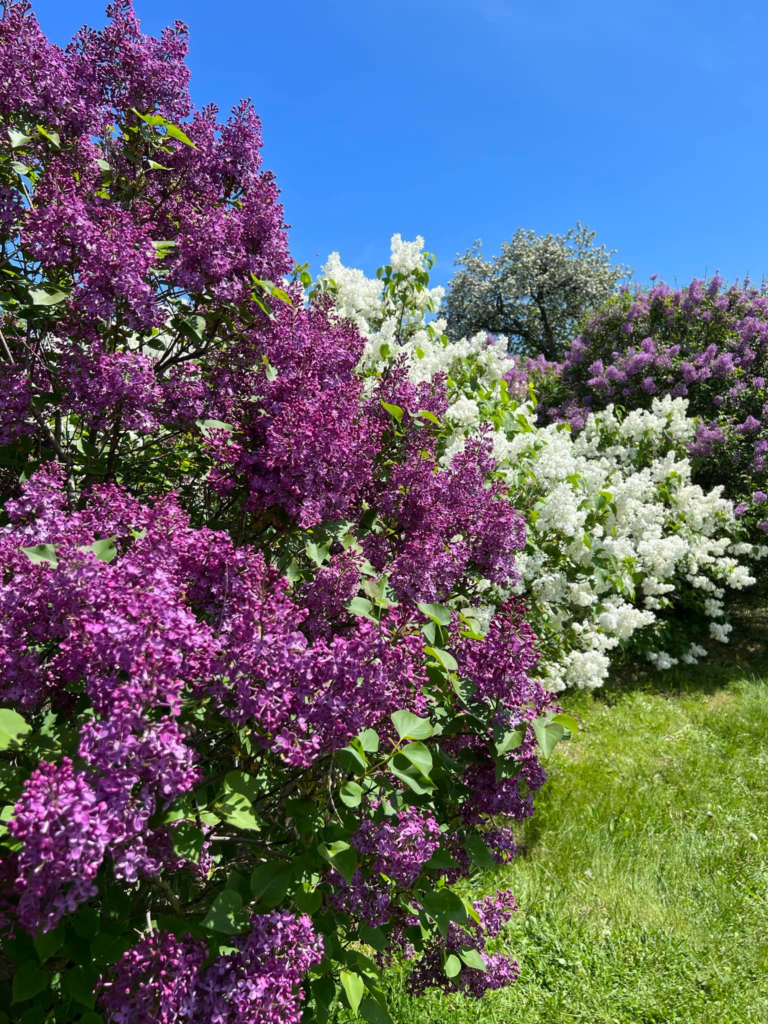 Best Kept Secret in Niagara Falls: Centennial Lilac Garden