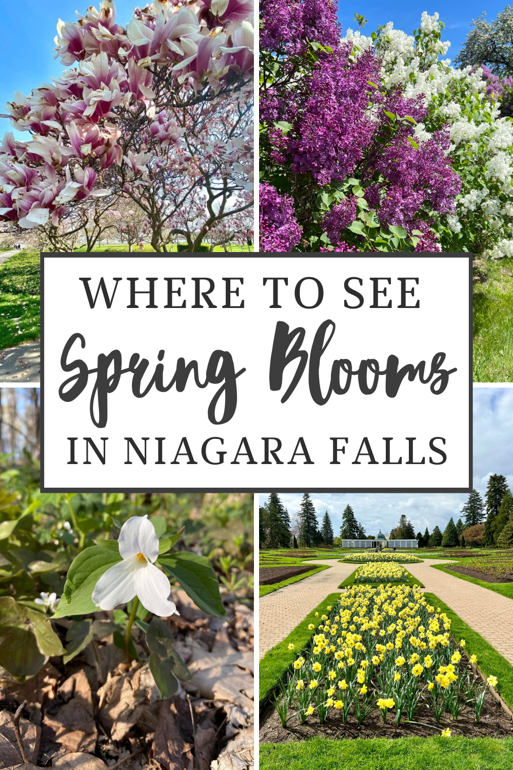 Where to See the Best Spring Blooms in Niagara Falls